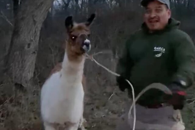 Llama Jumps Over Five-Foot Fence and Escapes, Found After 17 Days - News18