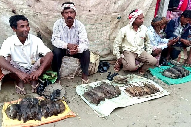 Rat Meat Sells Like Hot Cakes in Assam's Baksa, but Concerns over ...