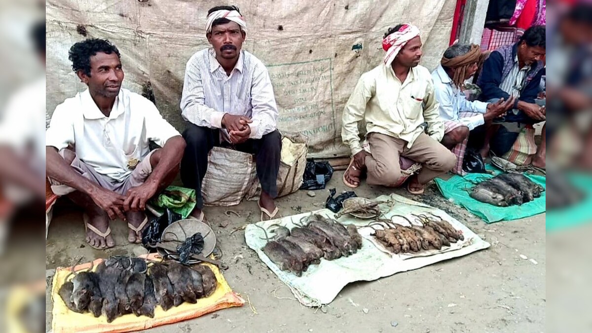 Rat Meat Sells Like Hot Cakes in Assam's Baksa, but Concerns over ...