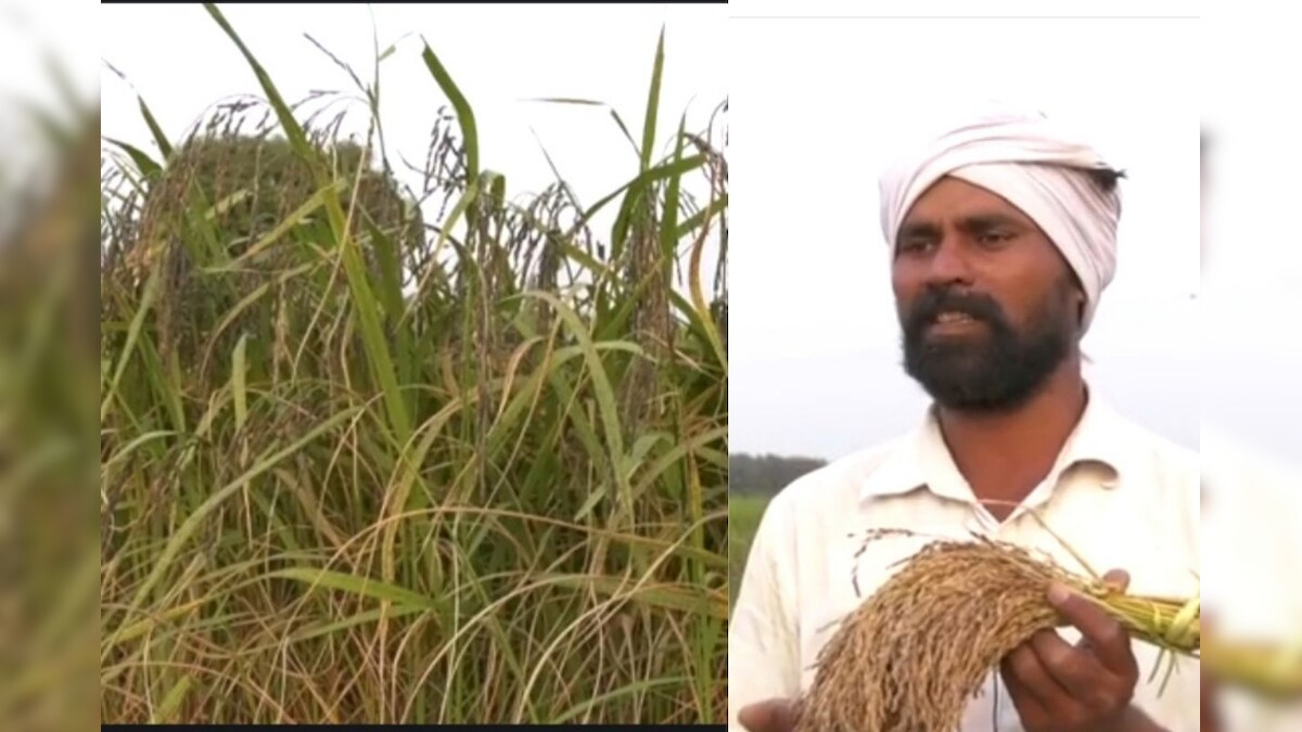 No Cooking, Only Soaking: 'Magic Rice' from Assam Hills Might Be a Hit ...