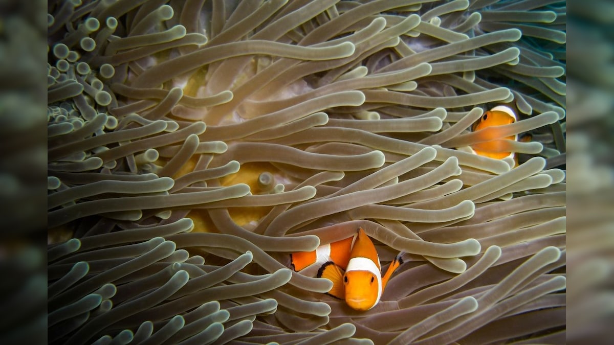Clownfish Larvae Can Be the Solution to Saving Our Corals, Finds Study