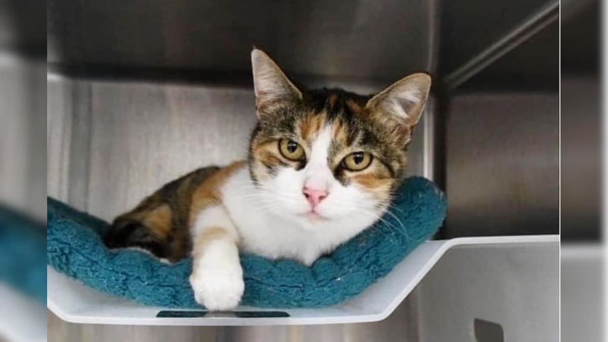 Cat Which Went Missing During California Disaster Turns Up 3 Years ...