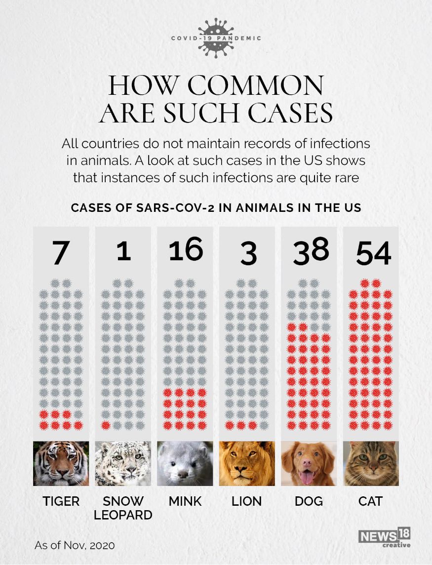 Explainer: COVID-19 Infection in Animals & The Risk That Animals Will ...