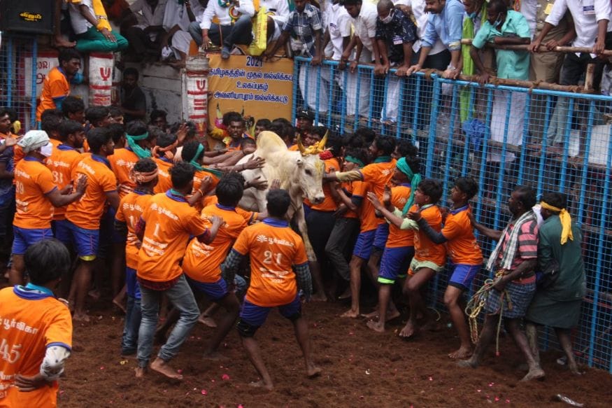 Pongal 2021: Jallikattu Event in Madurai's Avaniyapuram Kicks Off the ...