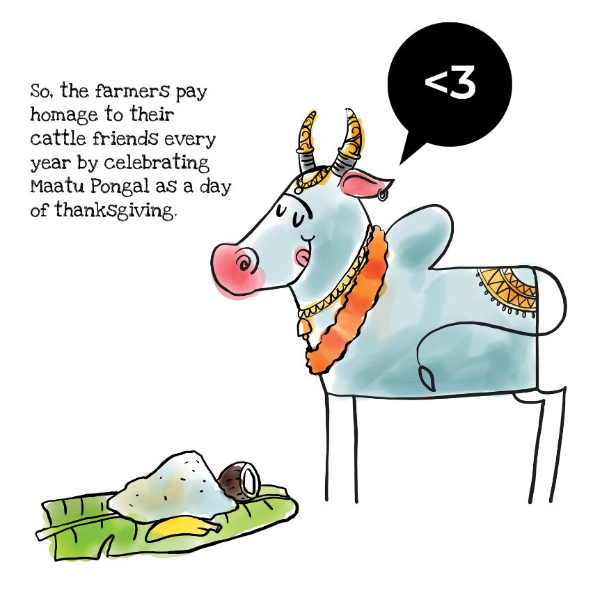 Explainer: The Legend of Maatu Pongal - News18