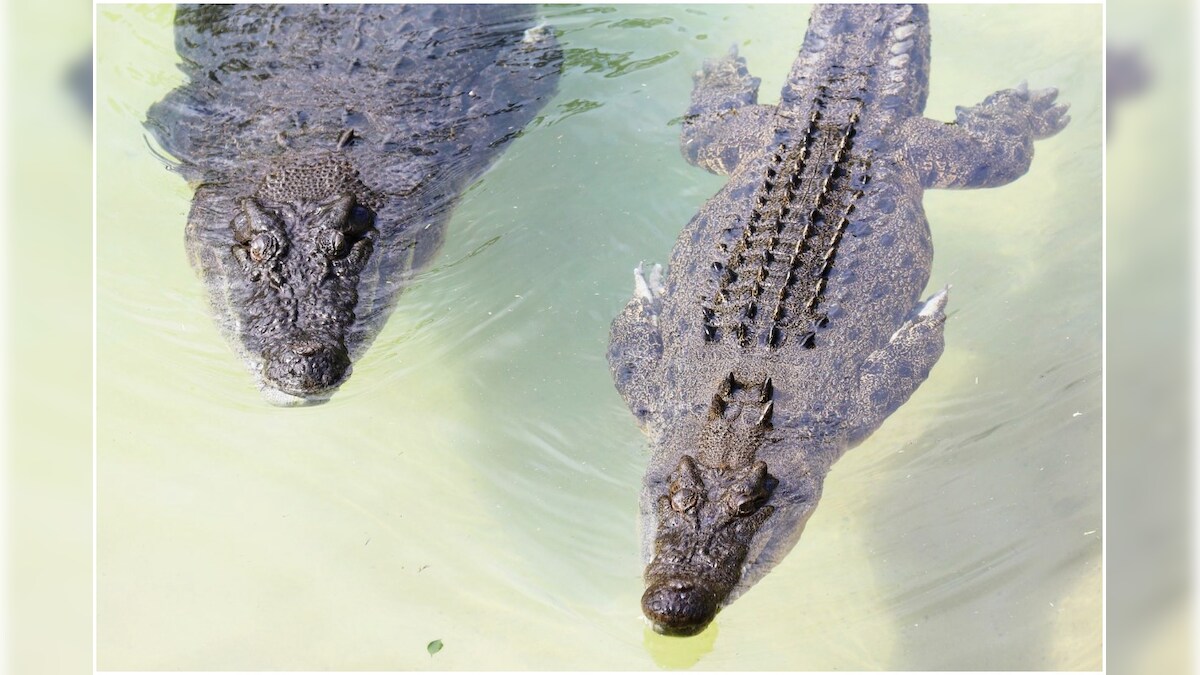True Love: Video of Two Crocodiles Swimming Together in Australia is ...