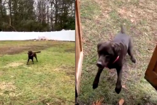 Watch: Video of Dog Excited After Getting New Hula Hoop is Winning ...