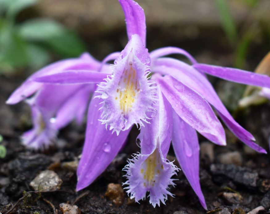 Incredibly Beautiful Orchids Pictures Shot by Bhupesh Chandra Koetila
