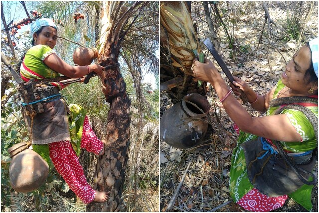 Telangana Woman Climbs 30 ft Tall Palm Trees to Tap Toddy Every Day to ...