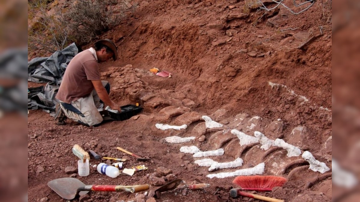 Scientists Find Largest Dinosaur Fossil Ever Discovered, Dates Back 98 ...