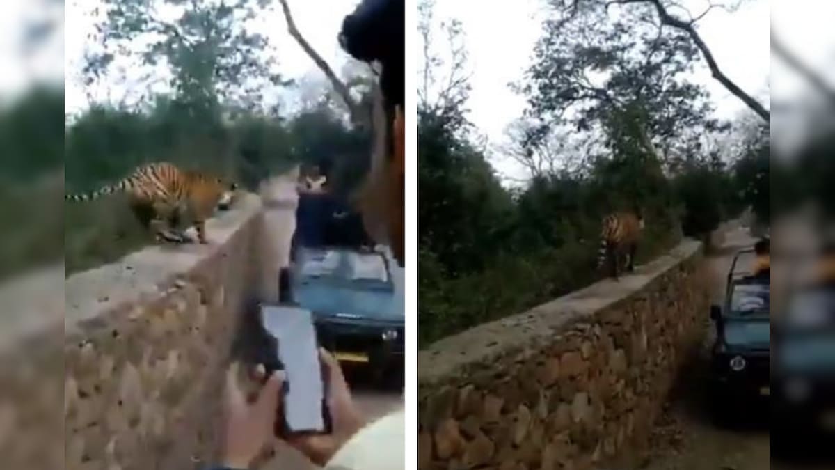 Tiger Jumps Over the Wall as Tourists Go Too Close to Click Its Picture ...