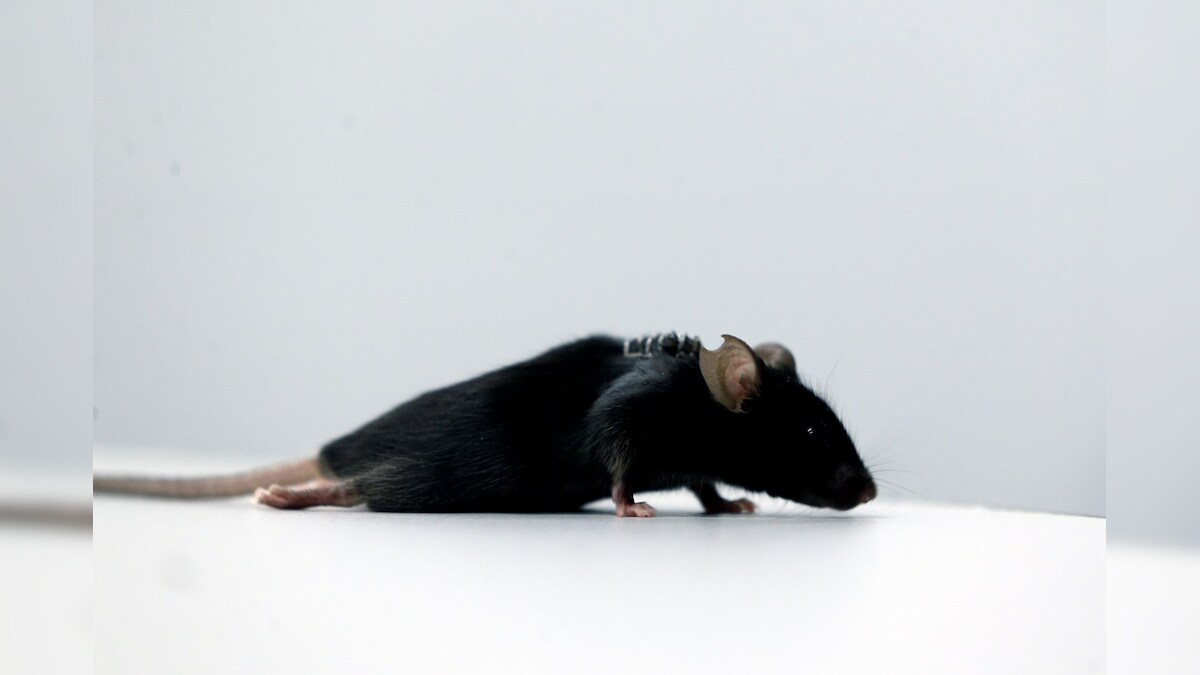 German Scientists Make Mice Paralyzed Due to Spinal Cord Injuries Walk ...