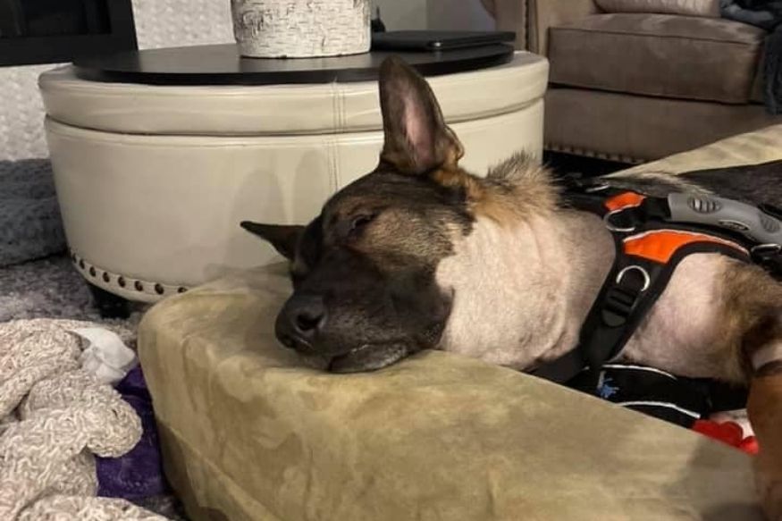 In Photos: Police Dog Who Got Shot Twice on Duty Recovers, Given a ...