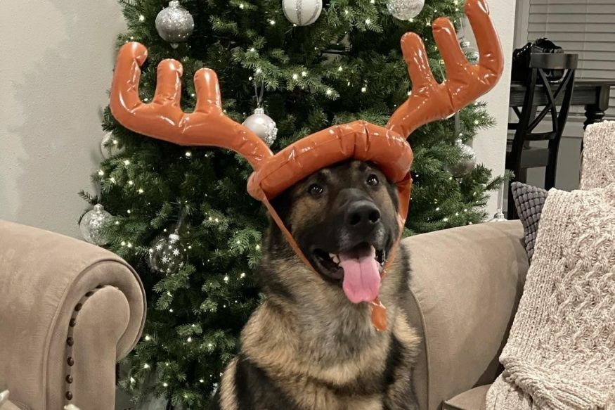In Photos: Police Dog Who Got Shot Twice on Duty Recovers, Given a ...