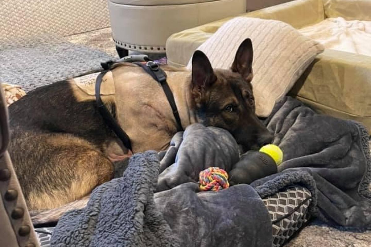 In Photos: Police Dog Who Got Shot Twice on Duty Recovers, Given a ...