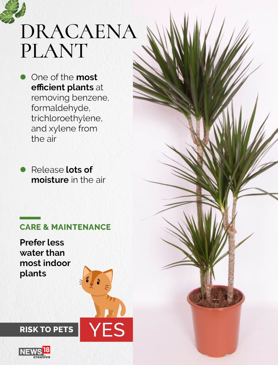 Best Indoor Plants To Purify The Air In Your Home And How To Care For ...