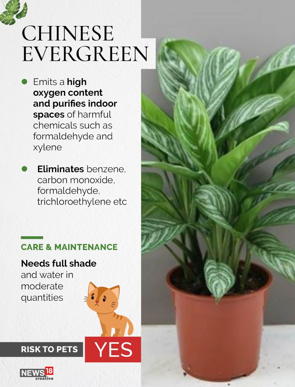 Best Indoor Plants To Purify The Air In Your Home And How To Care For ...