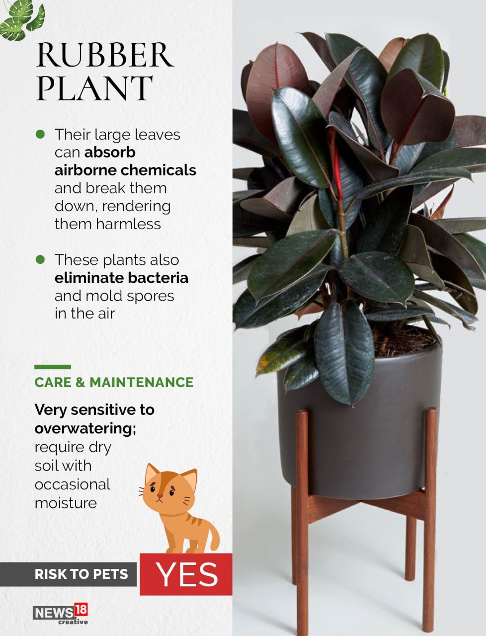 Best Indoor Plants To Purify The Air In Your Home And How To Care For ...