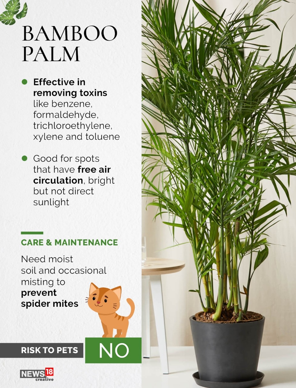 Best Indoor Plants To Purify The Air In Your Home And How To Care For ...