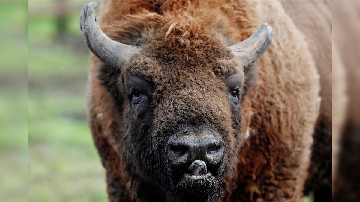 Conservationists Are Seeking Bison Rangers for Woodland in the Garden ...