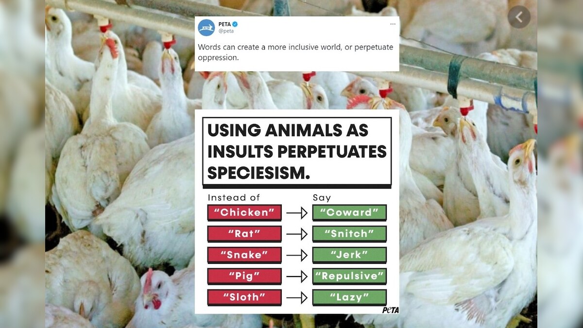 PETA Urges People Not to Use Animal Names as Insults, Gets Brutally ...