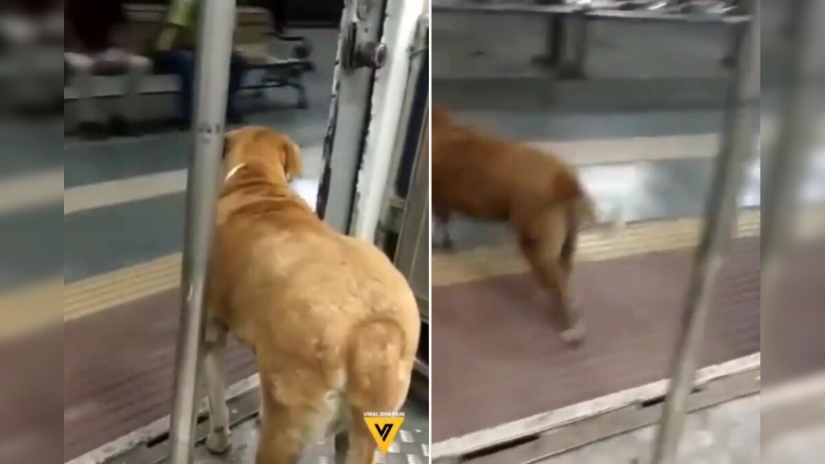 Watch: Dog Patiently Waiting for Train to Stop before Deboarding is ...