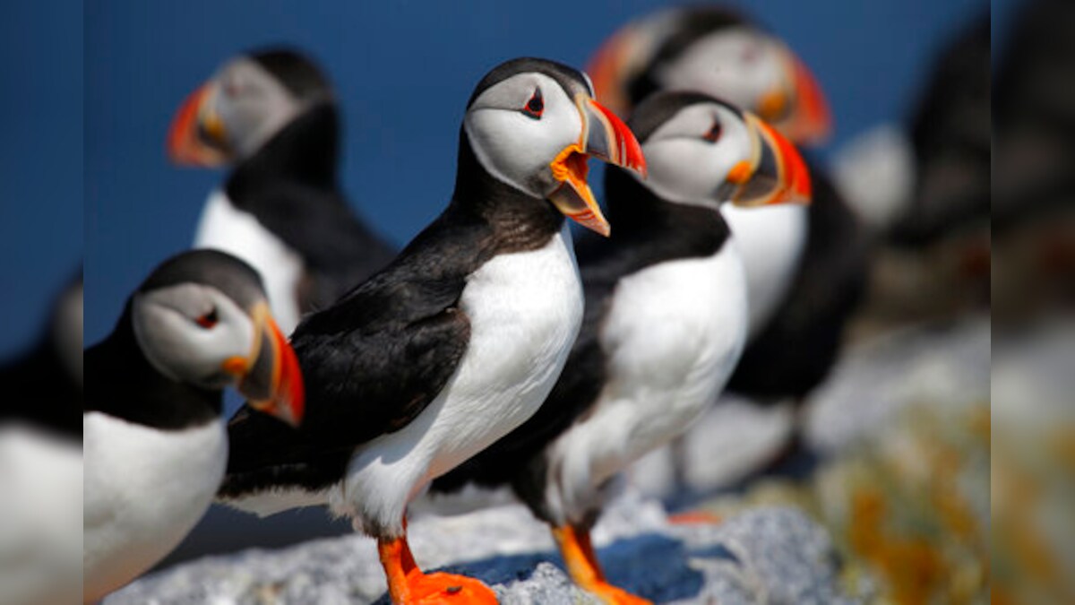 Puffin Stuff: Herring Rules Could Boost Funny-looking Bird - News18