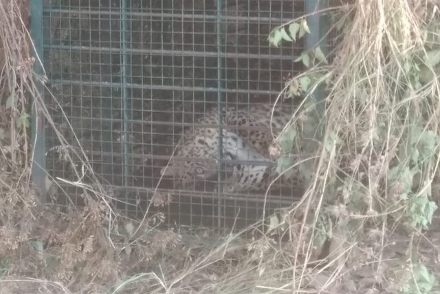 Leopard Frequenting Bengaluru Apartment Complex Caught by Forest ...