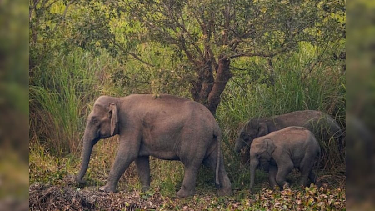 AI System That Counts Elephants Using Satellite Images Could Help Us ...