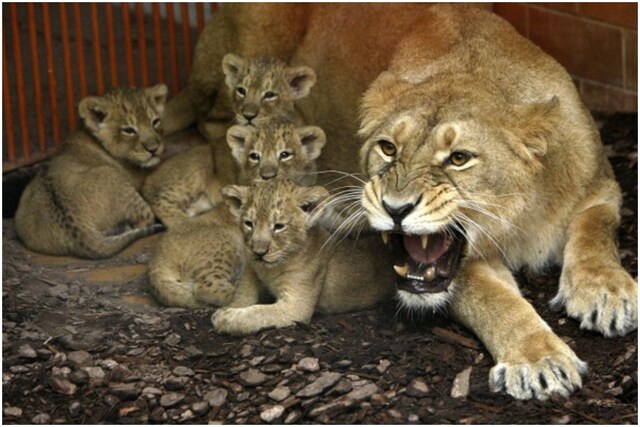 Asiatic Lion Attacks poachers to Save its Cubs in Gujarat, Accused ...