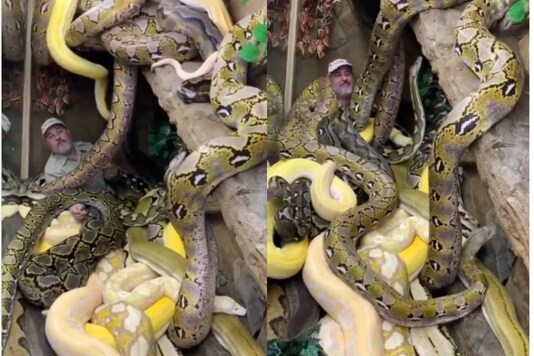 Watch: Man Casually Sits amid a Number of Huge Snakes inside Glass Box in This Terrifying Video