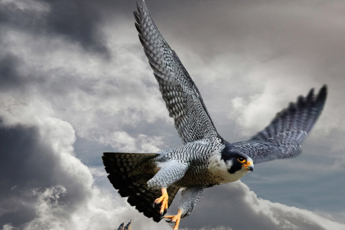 In Pics: New Suzuki Hayabusa Set to Launch in India Soon, See Images of ...