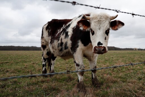 Cow Named 'Posh Spice' Fetches Rs 2.6 Crore at Auction in England, Sets ...