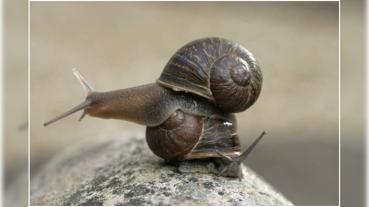 Is Sewage from Bengaluru Jail Killing Snails? Thousands Wash Up Dead ...