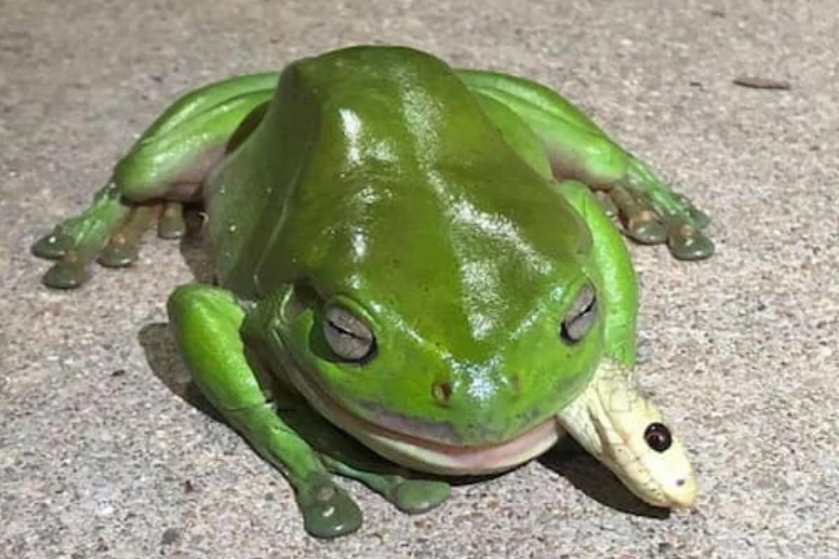 Scientists Dig Deep into Fungi Which Cause Devastating Skin Infection ...