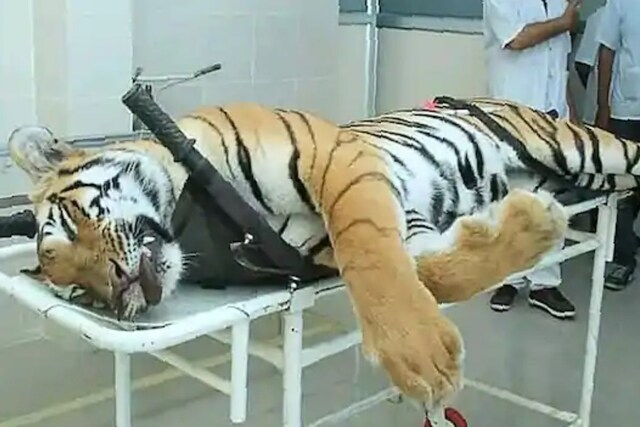 Who Was Avni and Why Was She Killed? All You Need to Know About T1 the ...