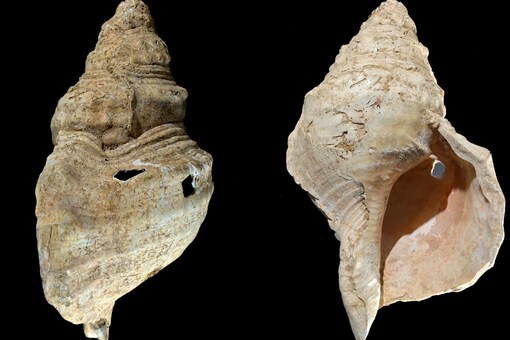 This Ancient Conch Shell Can Still Play a Deep, Plaintive Tune After ...