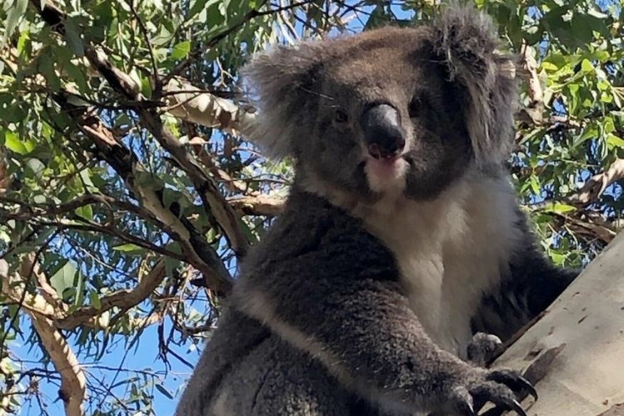 In Photos: Koala Rescued After Causing 5-Car Pileup in Australia While ...