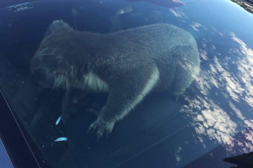 In Photos: Koala Rescued After Causing 5-Car Pileup in Australia While ...