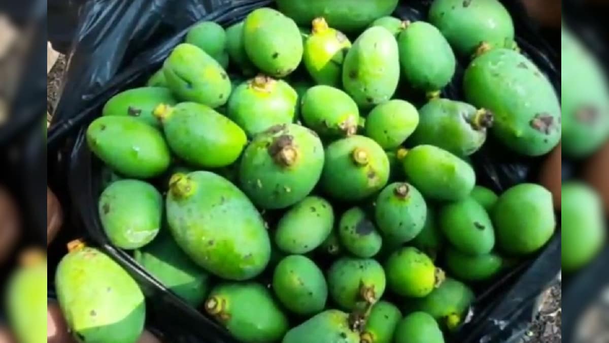 'Noorjahan' Mangoes of MP Fetch Whopping Rs 1,000 Apiece - News18