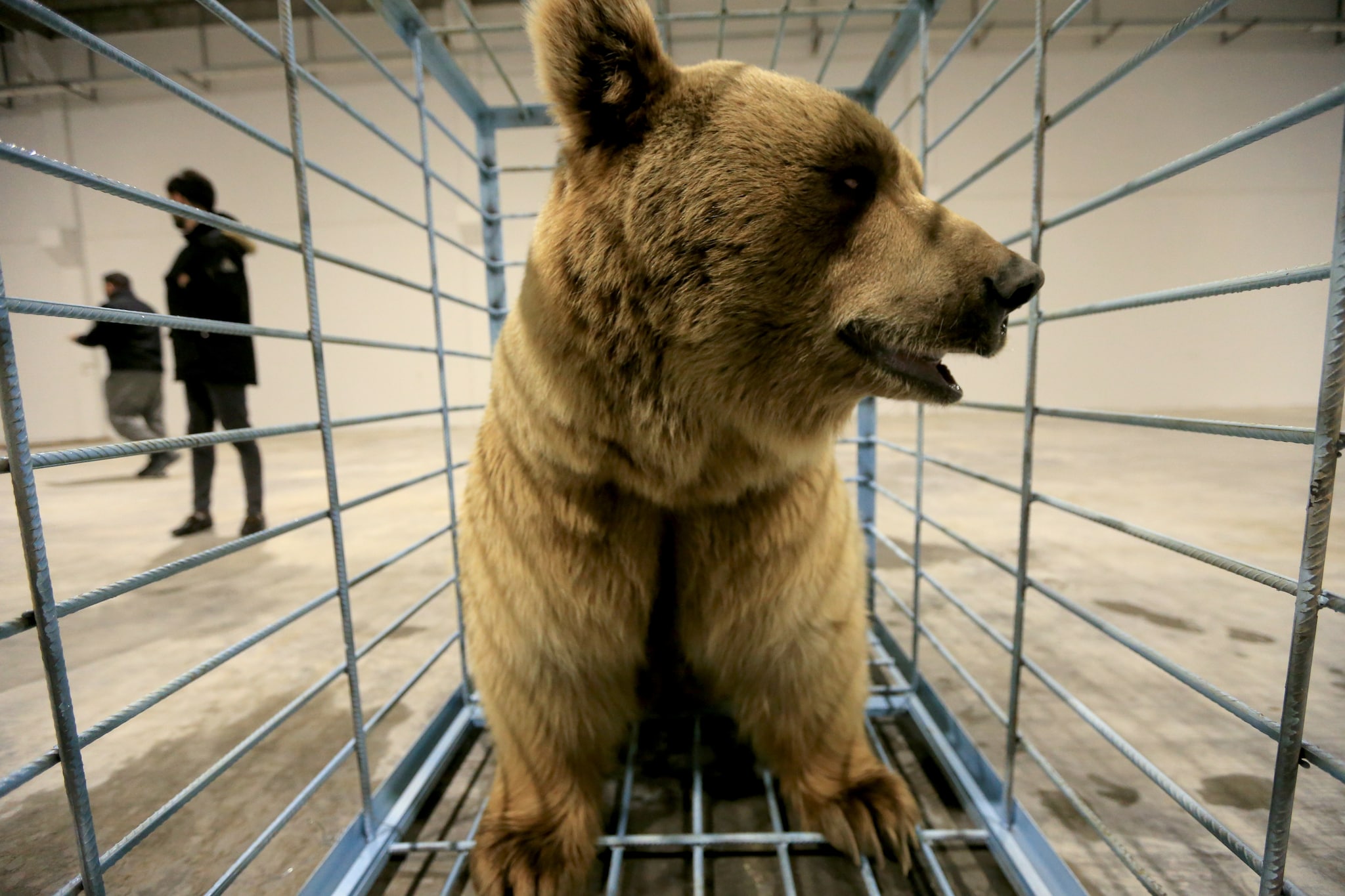 In Photos: Syrian Brown Bears Charge at Their Rescuers Moments After ...