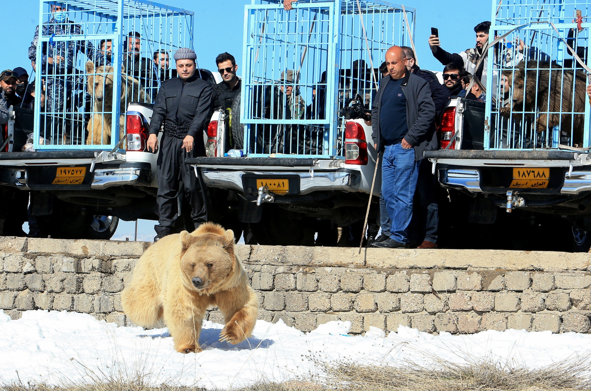 In Photos: Syrian Brown Bears Charge at Their Rescuers Moments After ...