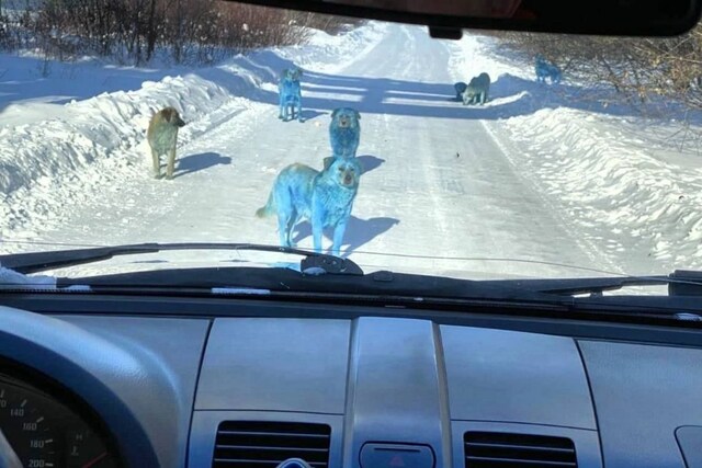 Blue Dogs Spotted in Russia, Copper Sulphate Exposure May be Reason ...