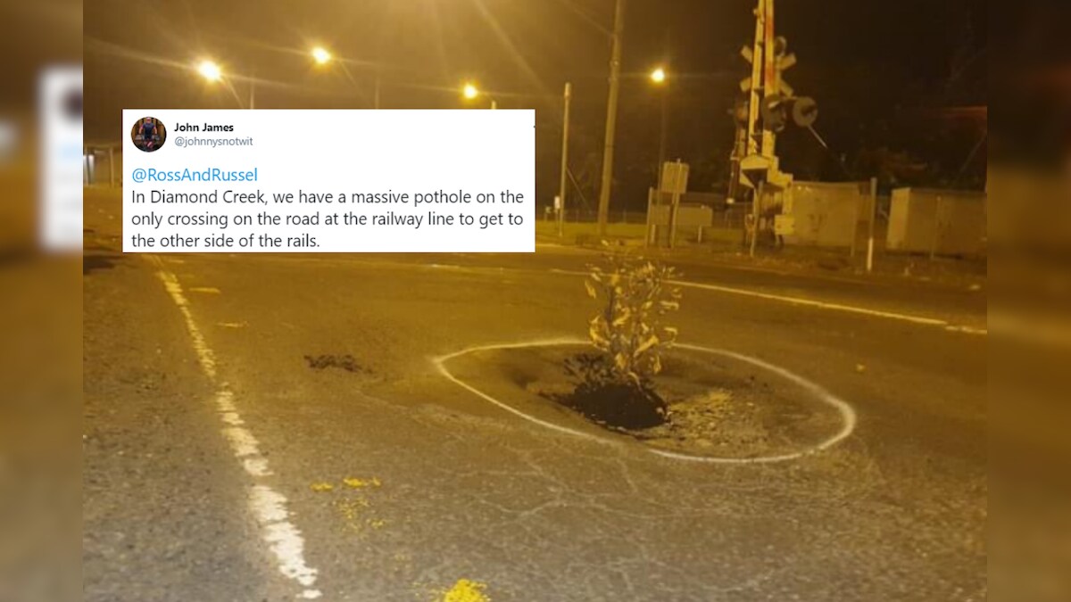 Australian Residents Plant Tree in Pothole to Get Local Council's ...
