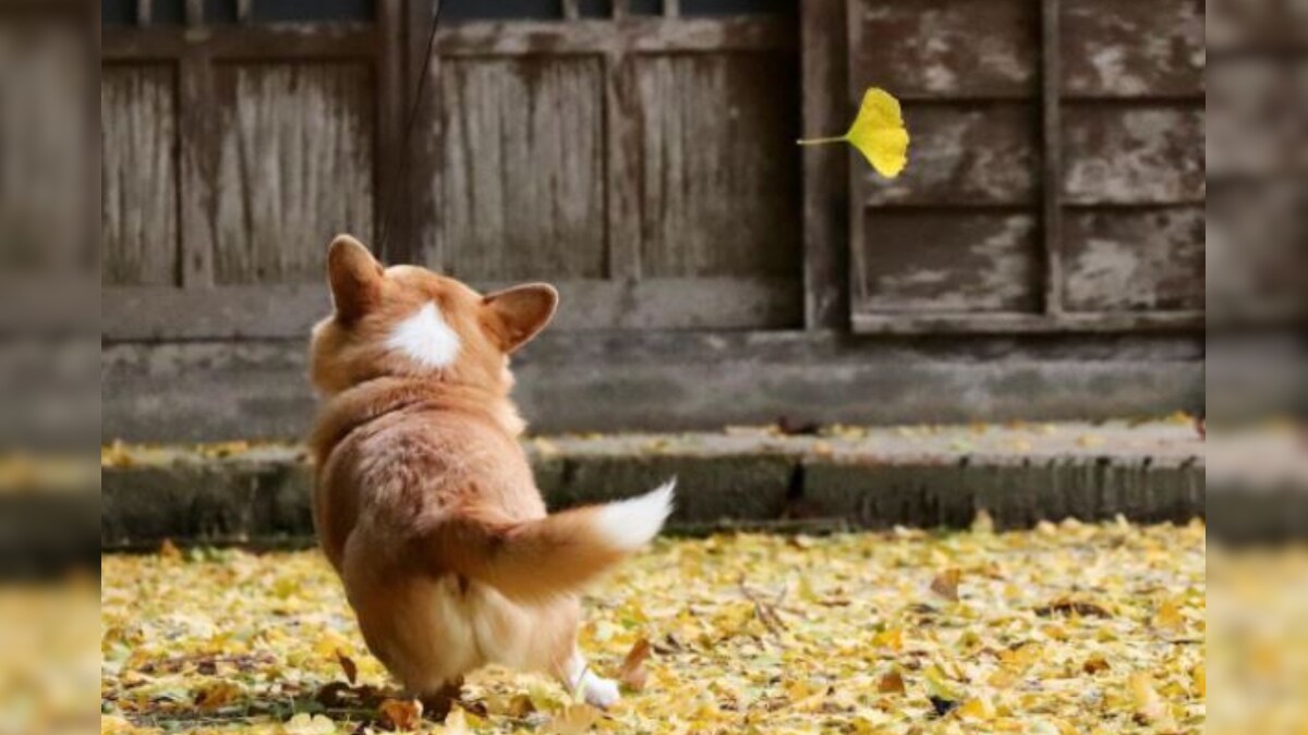 Japan's Star Dog Gen the Corgi Passes Away on Valentine's Day, Internet ...