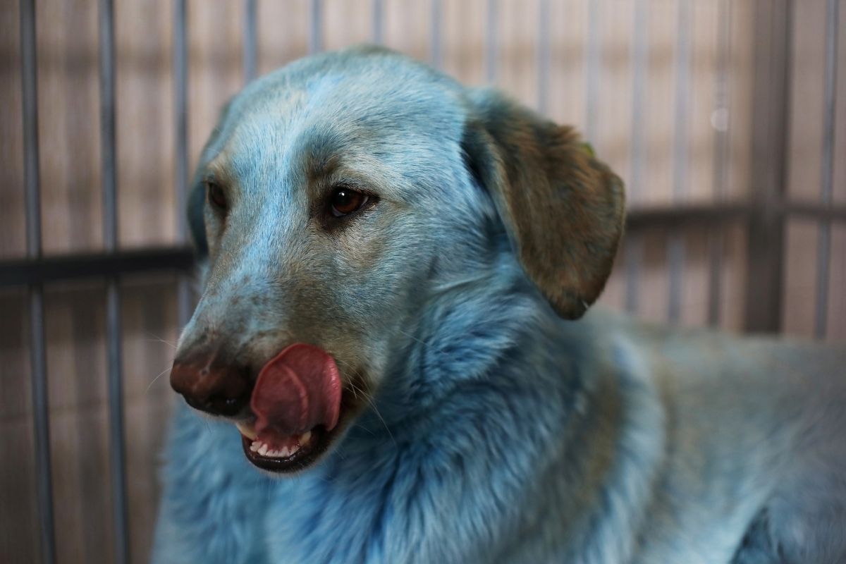 In Pictures | Dogs With Blue Fur Found Near Abandoned Chemical Factory ...