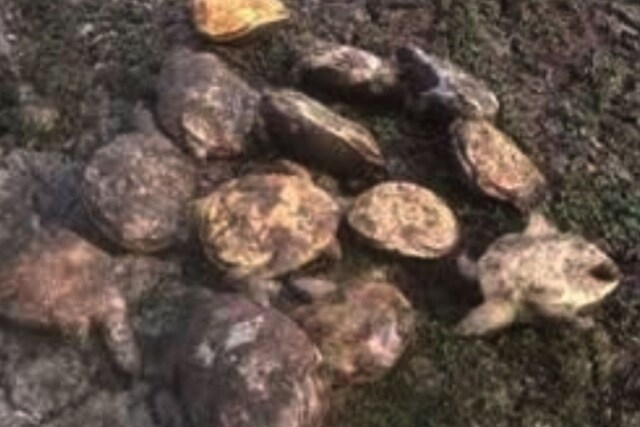 Thirteen Endangered Turtles Found Dead in Uttar Pradesh's Sarsai Nawar ...