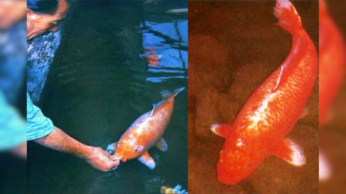 Japan's Oldest Koi Fish Lived for 226 Years, Last Owner's 1966 Radio ...