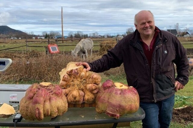 Canadian Man Sets World Record for Growing Heaviest Turnip Weighing 29 ...
