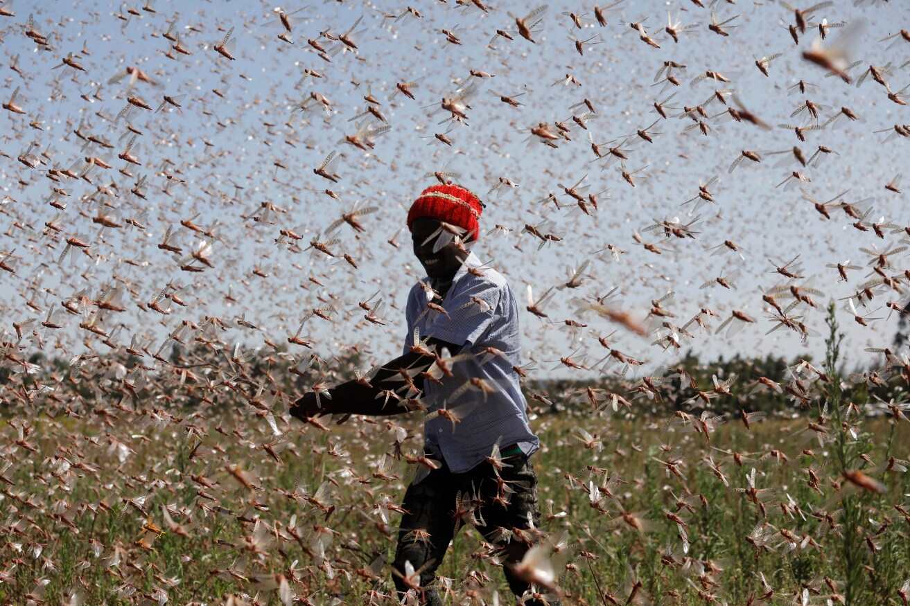 Kenya Battles Some Of The Worst Locust Plagues In Decades, Farmers ...